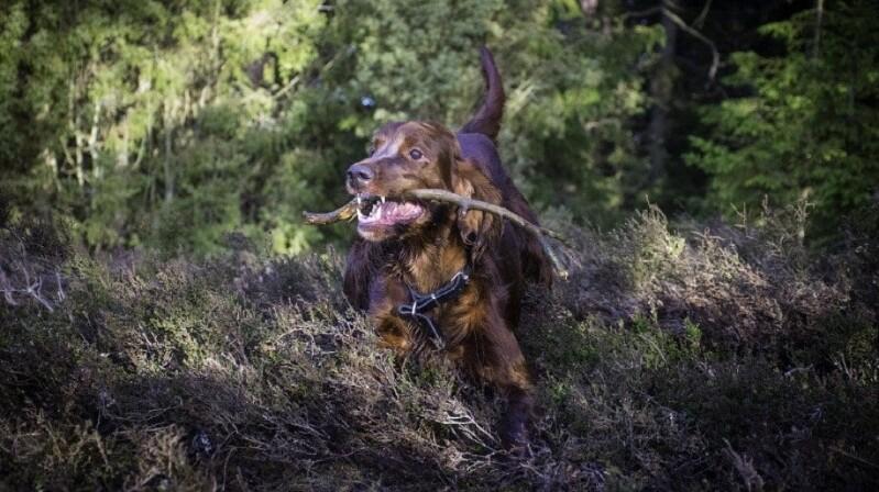 Guia de Raças: conheça o Setter Irlandês, um cão alegre e companheiro ...